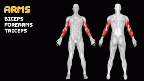 Arms GIF's - NETFLEX Kids